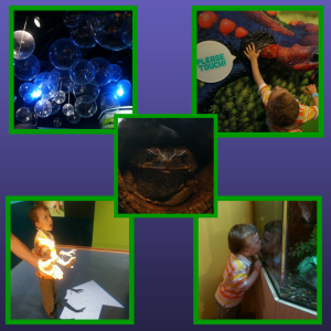 Adventures to the Shedd Aquarium - Shann Eva's Blog