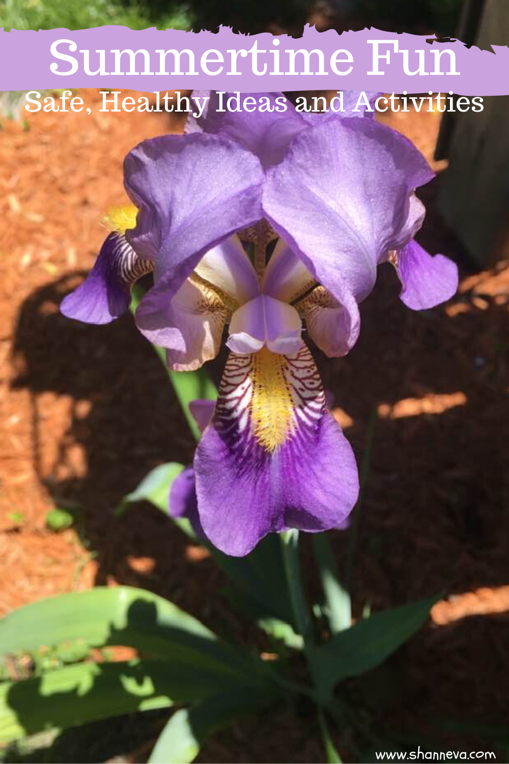 Summertime Fun: Safe and Healthy - Shann Eva's Blog